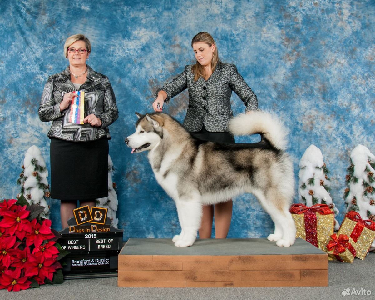 Щенки аляcкинских маламутов. Питомник MAL Planet