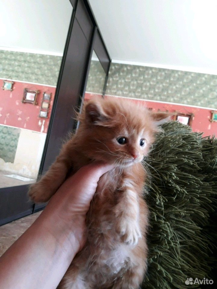 Рыжее чудо мейн кун