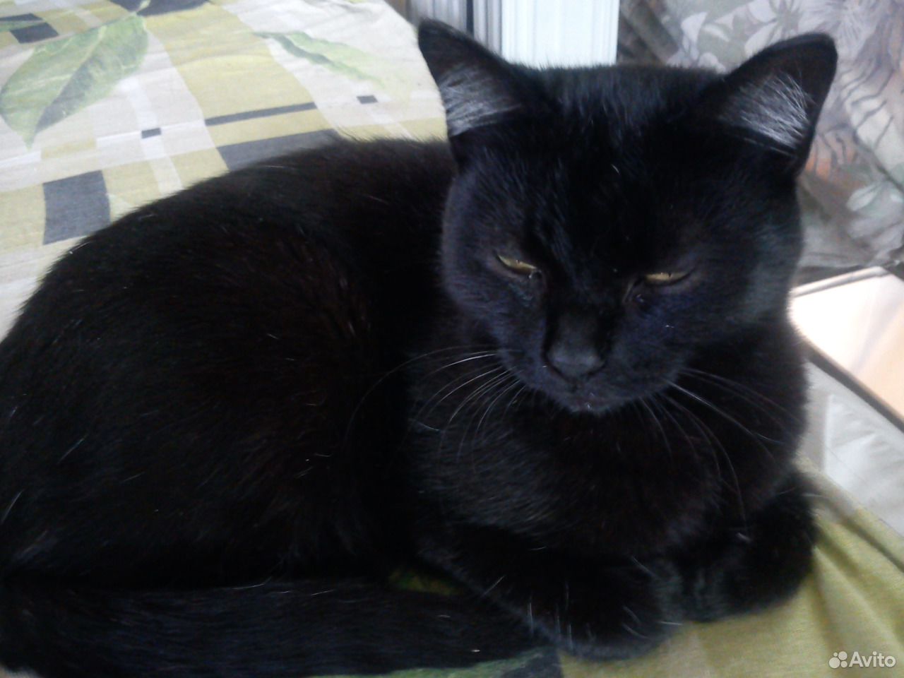 Идеальная кошечка в частный дом