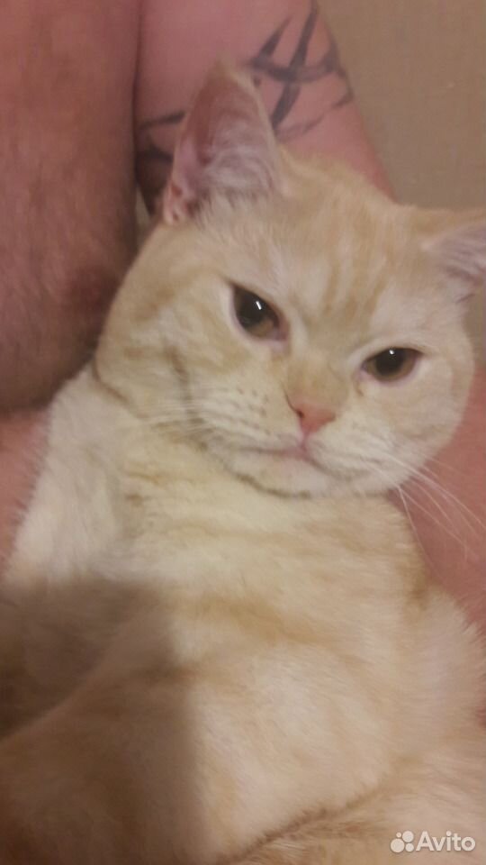 Отдам шотландского прямоухого кота