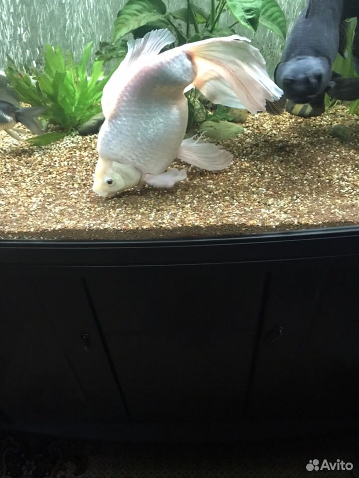 Рыбы кометы