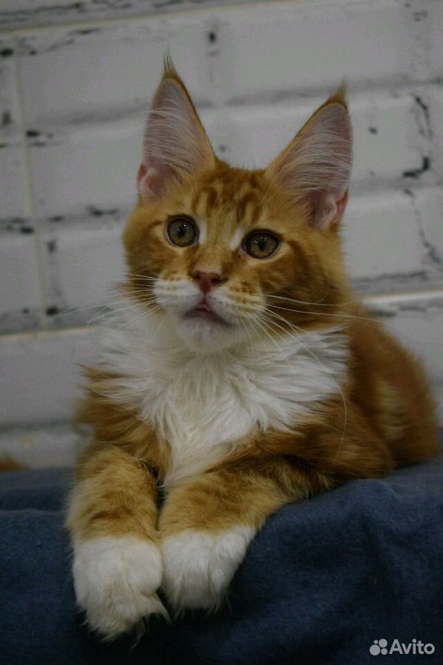 Яркий рыжик Мейн-кун