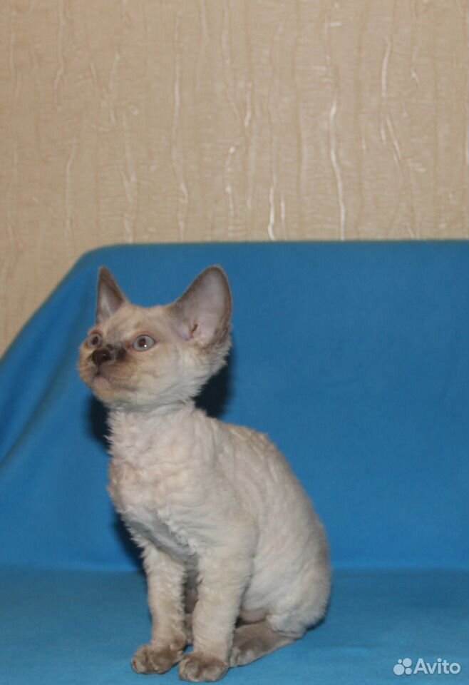 Голубоглазый мальчик