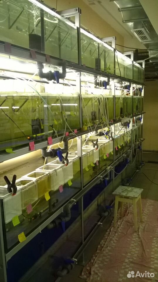 Аквариумная раба собственного разведения