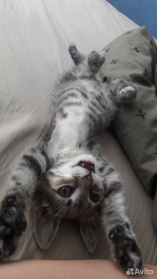 Кошечка в добрые руки