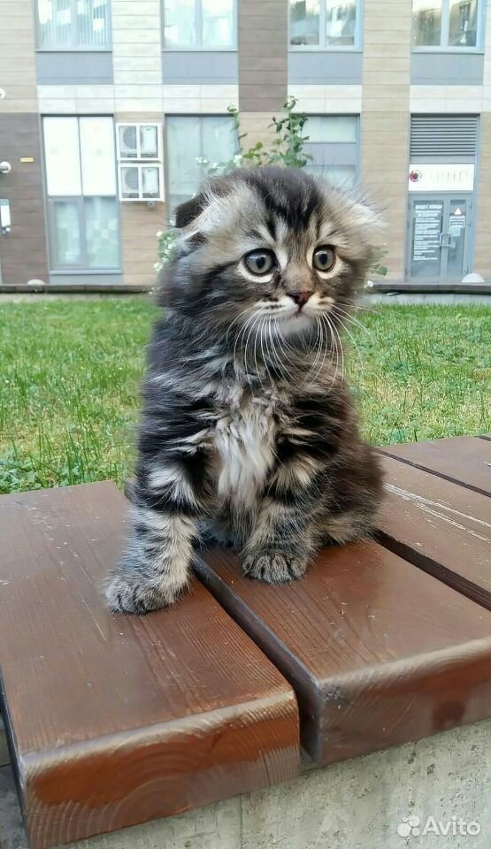 Кот-вислоушка