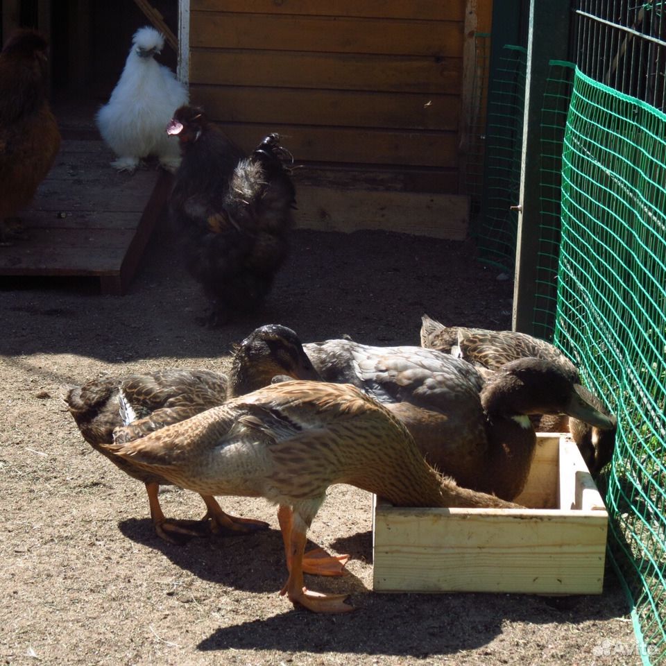 Продам или поменяю уток