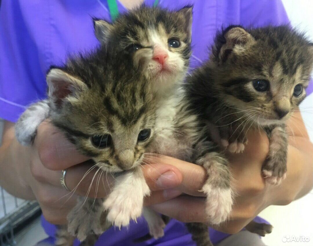 Чудесные парнишки тигришки в добрые ручки