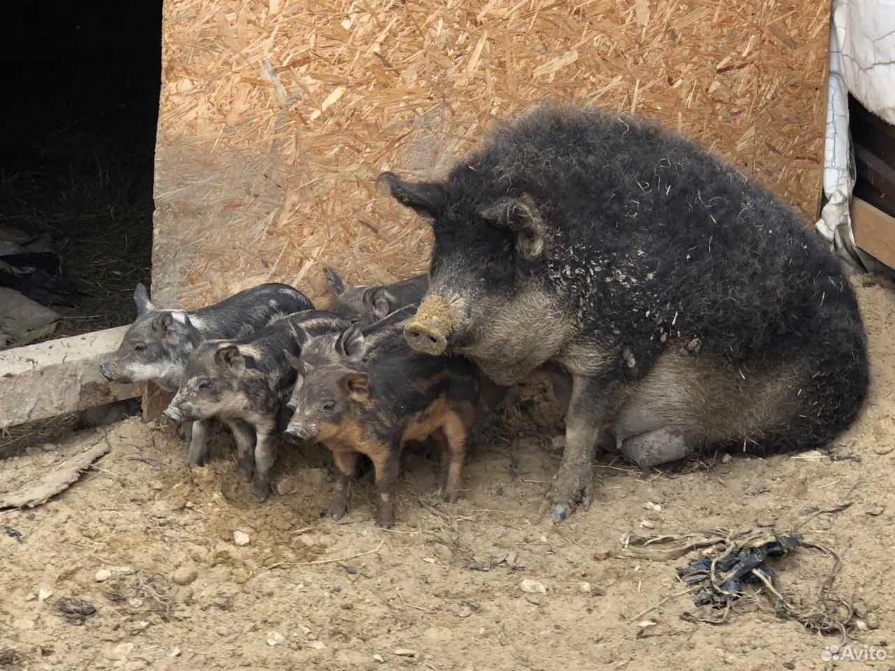 Поросята, свиньи, хряк, свиноматки Венгерской Манг