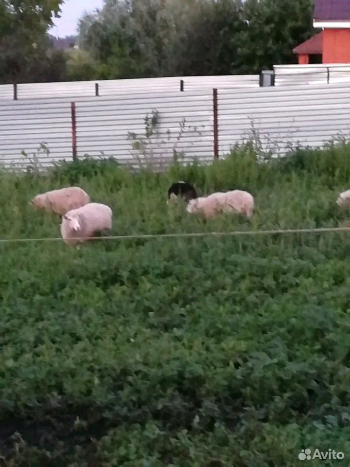 Баран