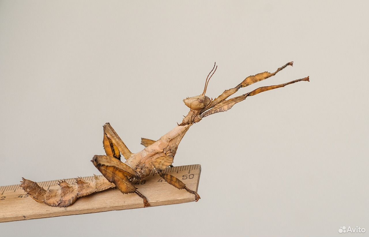 Палочники австралийские (Extatosoma tiaratum)