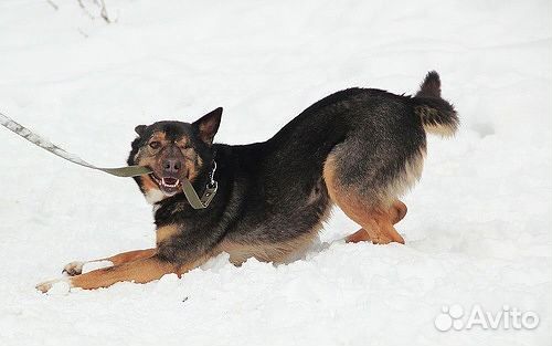 Пират ищет заботливую семью
