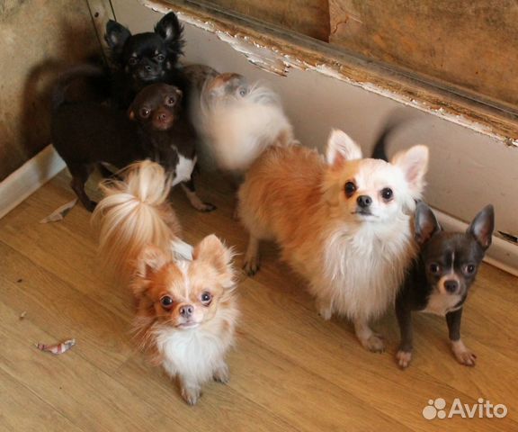 Чихуахуа Белый Пух