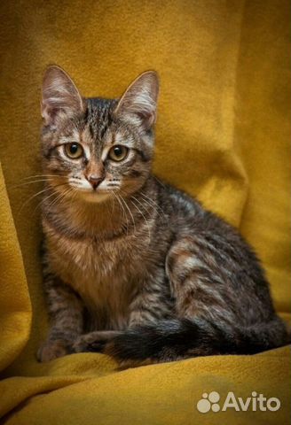 Милая, весёлая кошка Бэлла в добрые руки