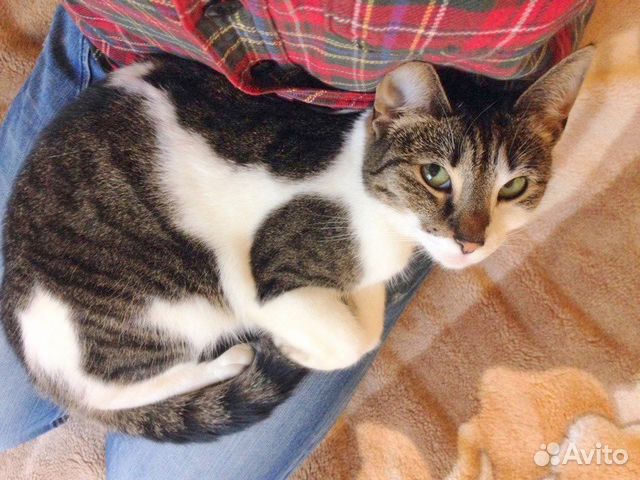 Молодая кошка с трудной судьбой