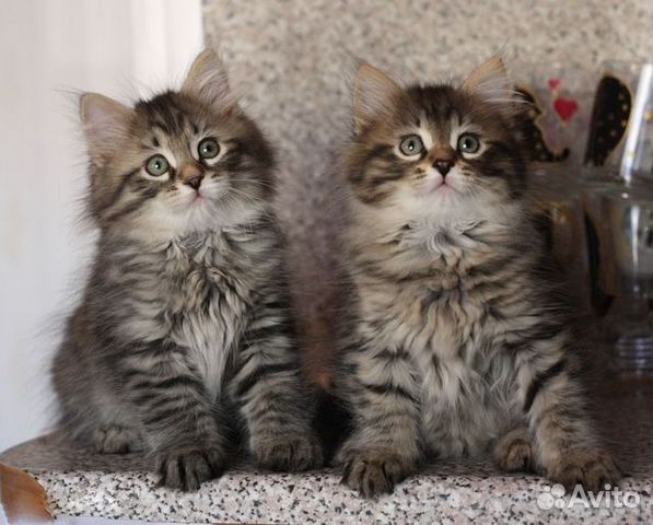 Самые шикарные сибиряки ждут Вас