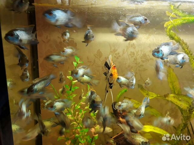 Нанакара неон блю. мальки