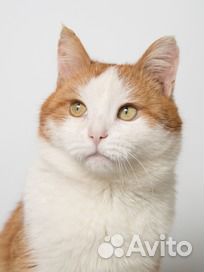 Котик Фокс,ищет дом