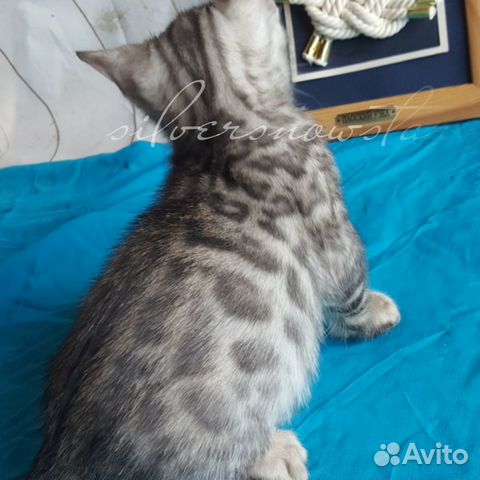 Роскошные серебряные малыши-бенгалы