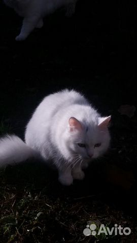 Кошечка Ангорочка