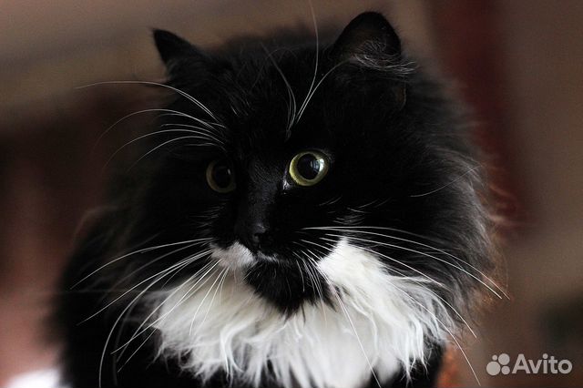 Просто невероятное чудо-природы в добрые ручки