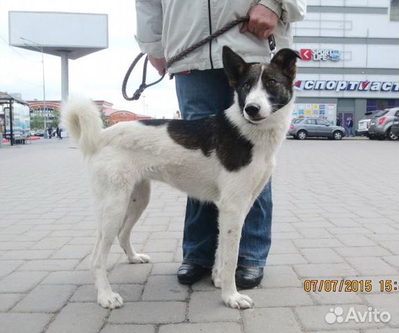 Умная и веселая собачка, метис лайки