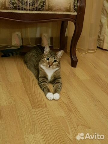 Европейская короткошерстная котенок девочка 9мес,с