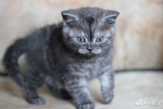 Шотландский котенок