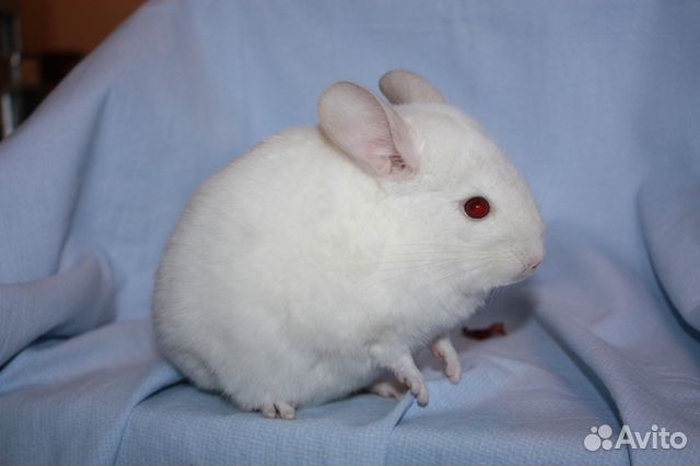 Шиншилла бело-розовая носитель ангоры 67