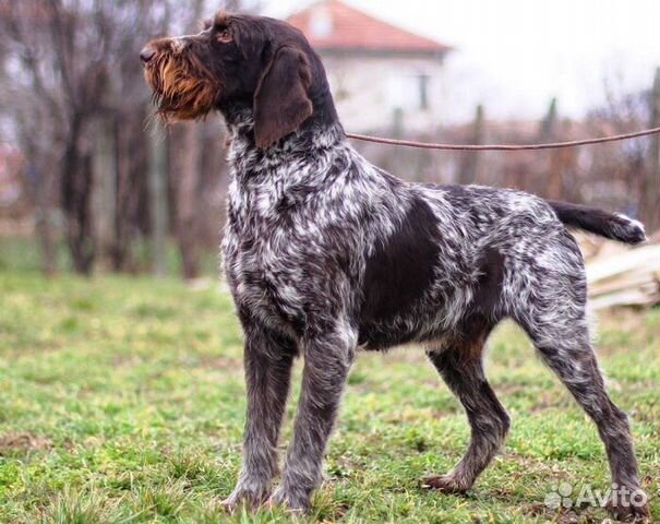 Найдена собака породы Дратхаар