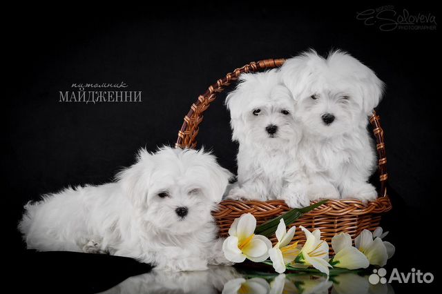 Щенки мальтезе две девочки