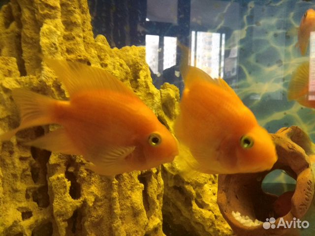 Рыба попугай