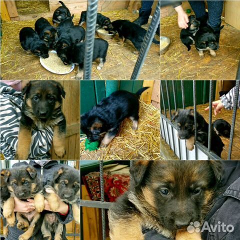 Щенята немецкой овчарки