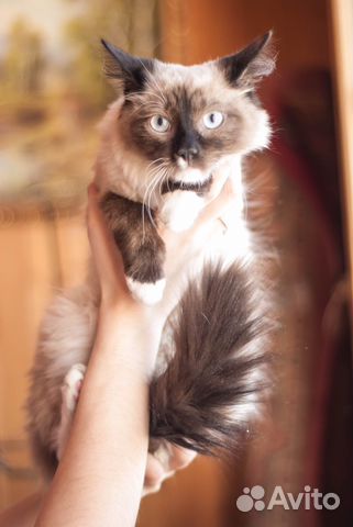 Тайский кот Беня