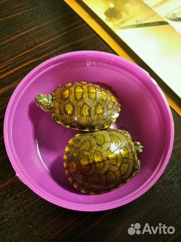 Продам 2-х Красноухих черепашат