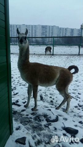 Продажа лам