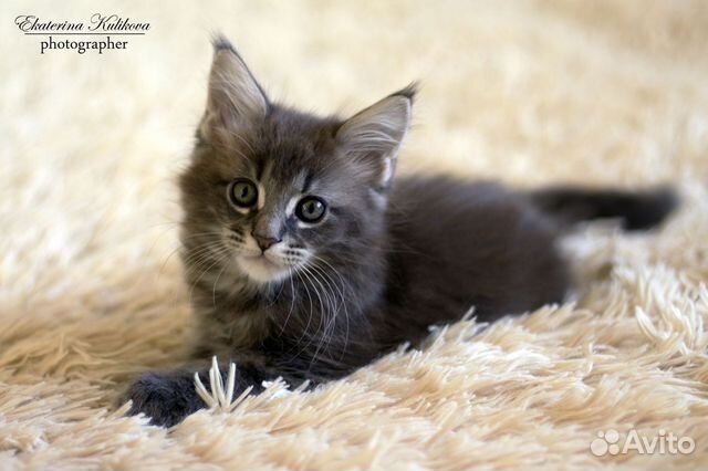 Предлагаются к продаже котята мен-куна