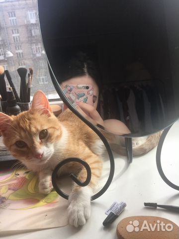 Котик