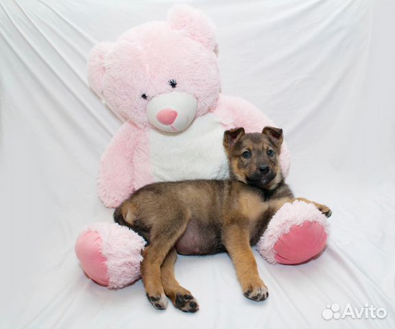 Домашние щенки 2,5 месяца в дар