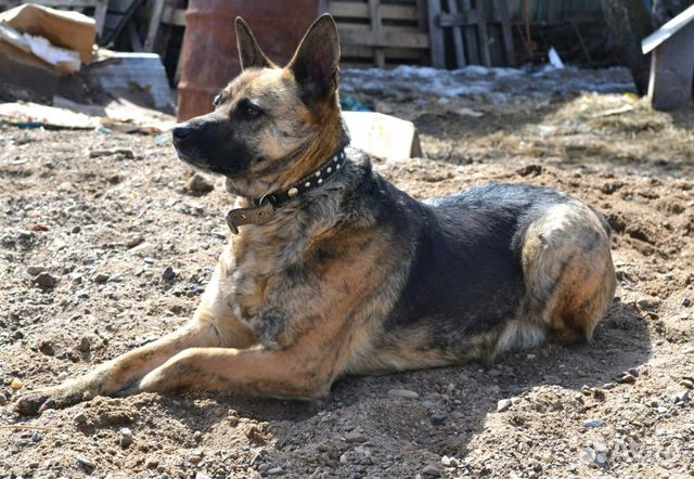 Помесь бельгийской овчарки