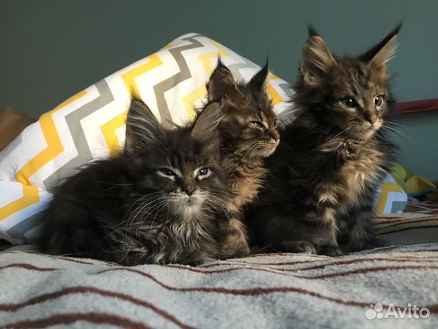 Котята Мейн-куны