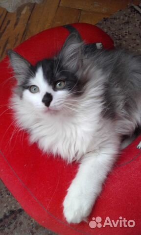 Продам сибирских котят