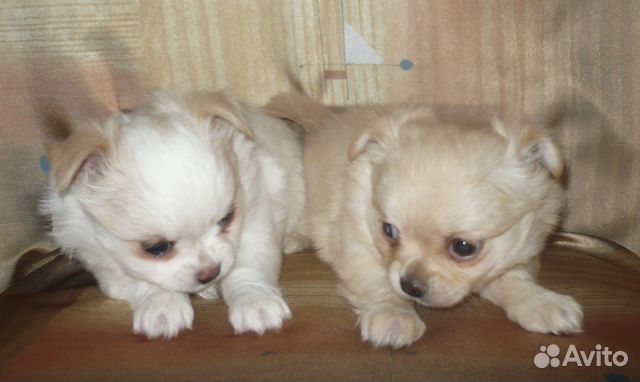 Продам щенков Чихуа