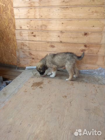 Щенок от крупной собаки