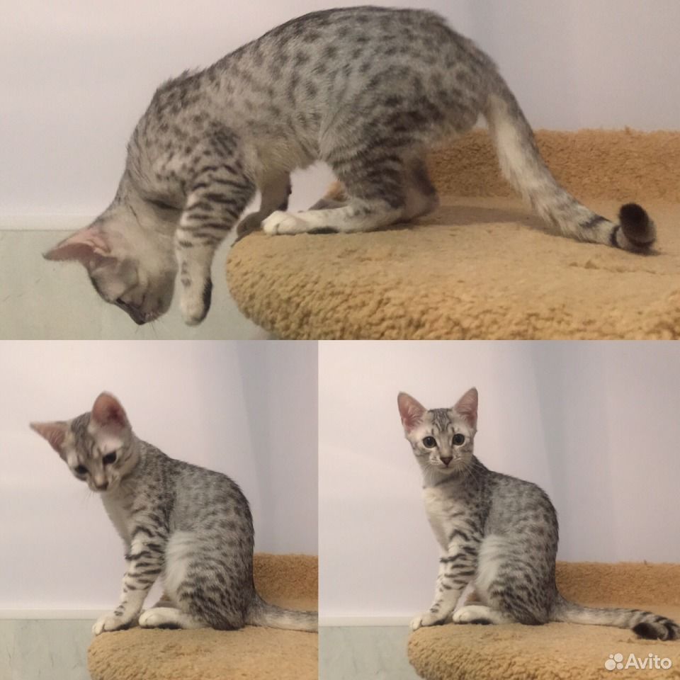 Кошечка Лея египетская мау