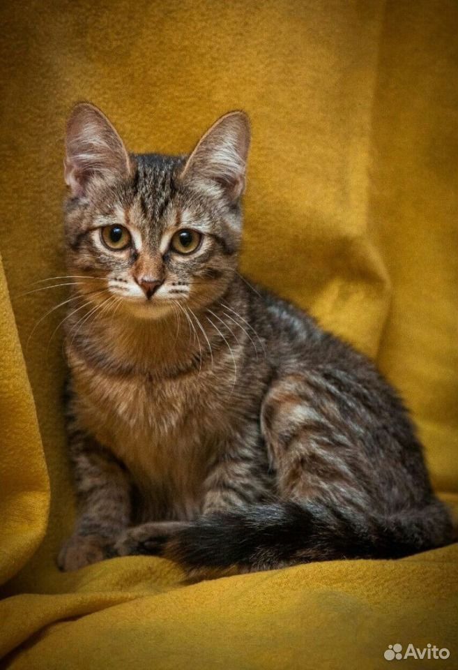 Милая, весёлая Бэлла - котенок добрые руки