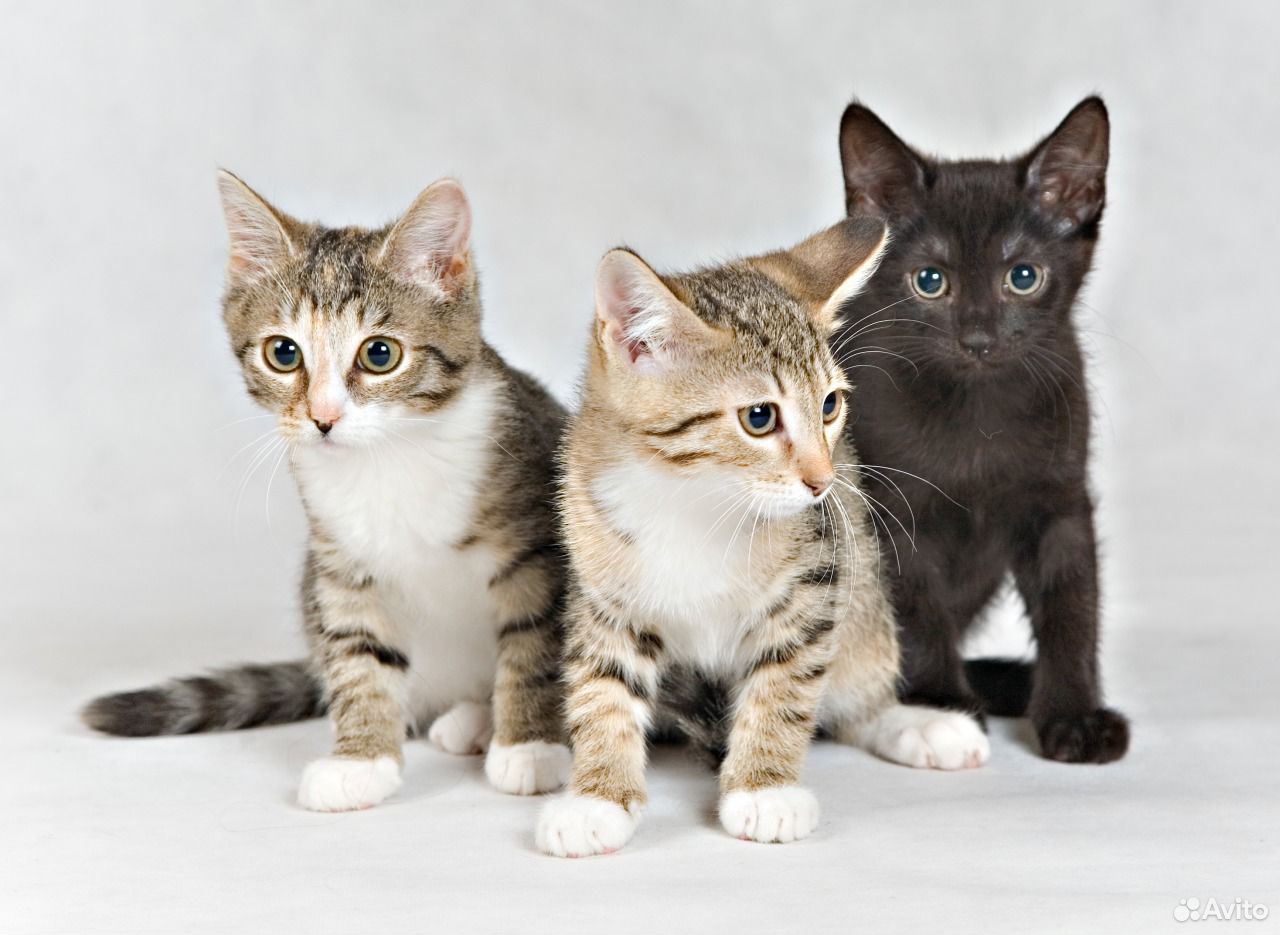 Самые чудесные котята в добрые ручки