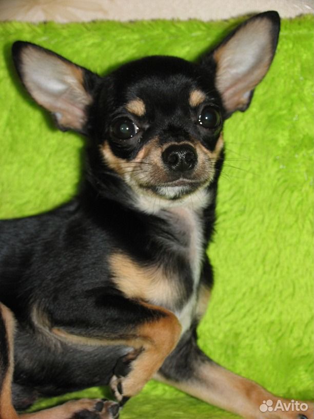 Кобель вяжет со скоростью ракеты