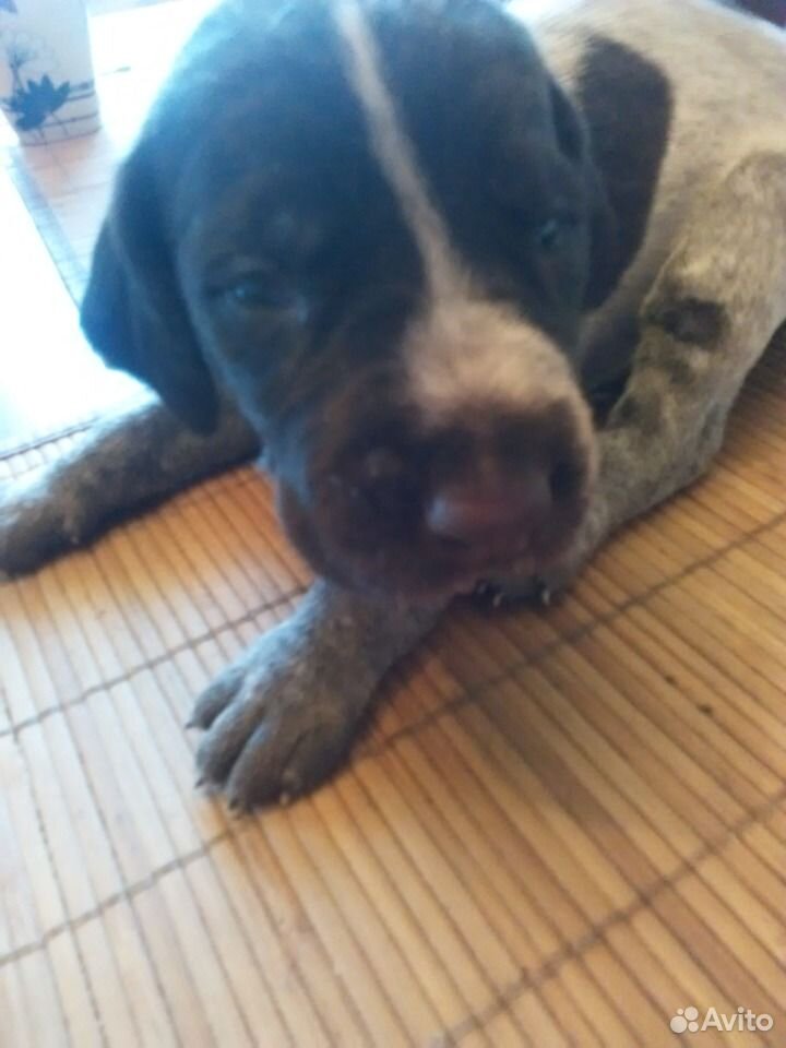 Щенки Немецких Дратхааров в Н.Новгороде