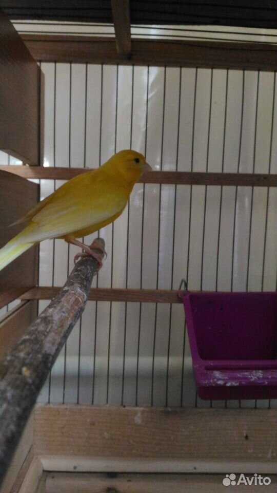 Канарейки в Крыму